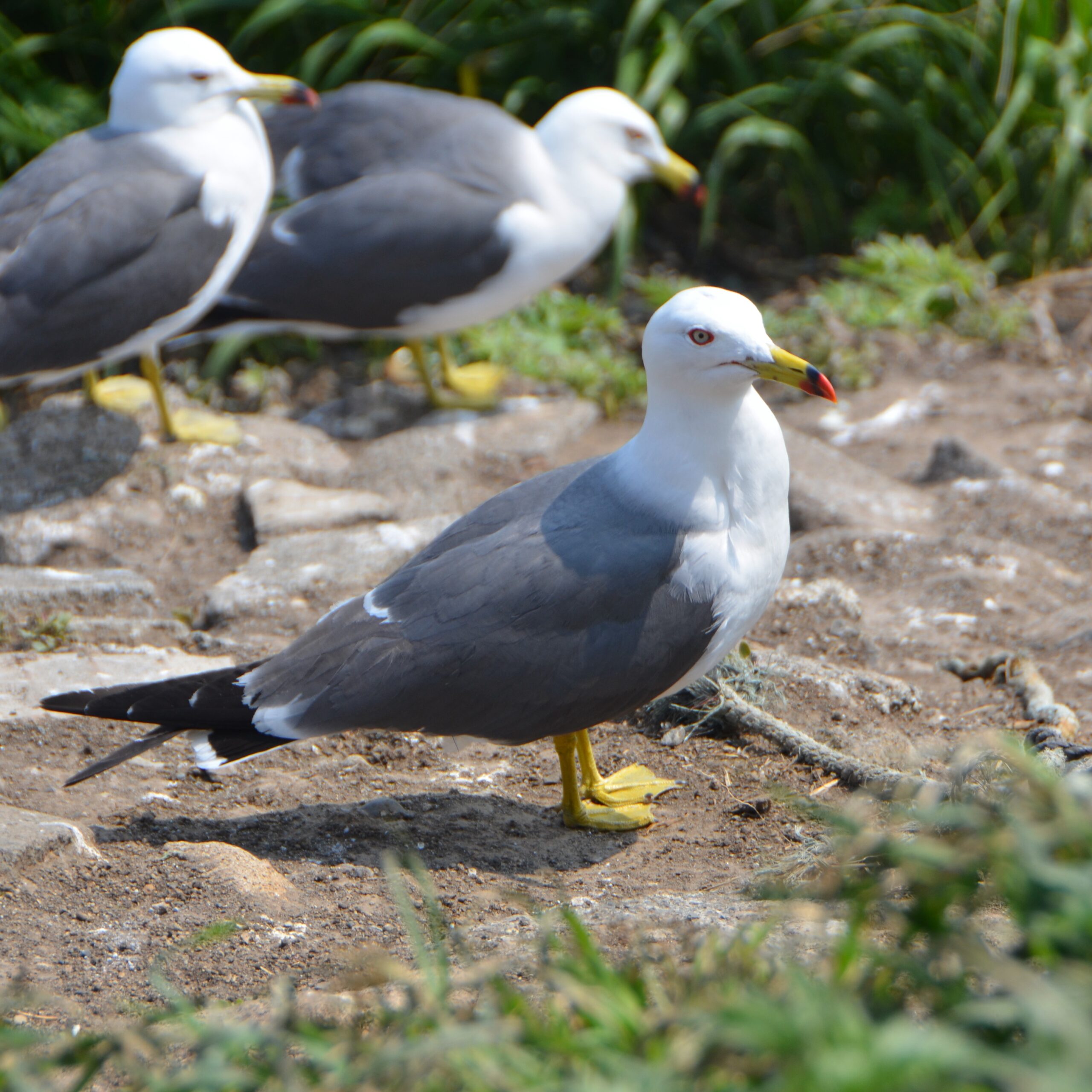 NEWS – International Bio-Logging Society